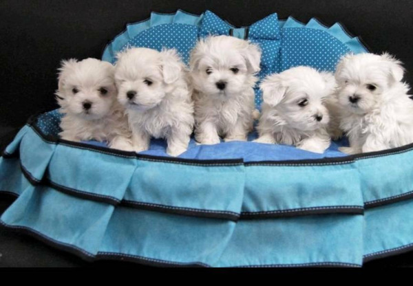 Mini Maltezak Maltezak Mini Psy A šteniatka Trenčín Inzeráty